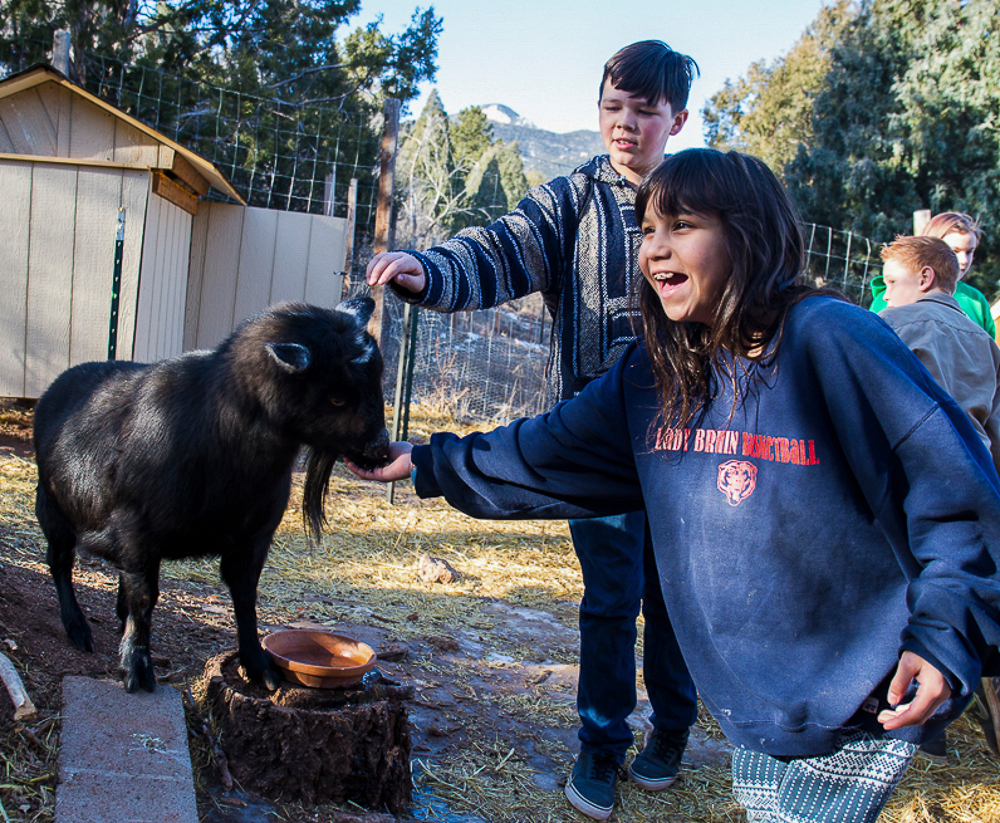 Programs - Flying Pig Farm