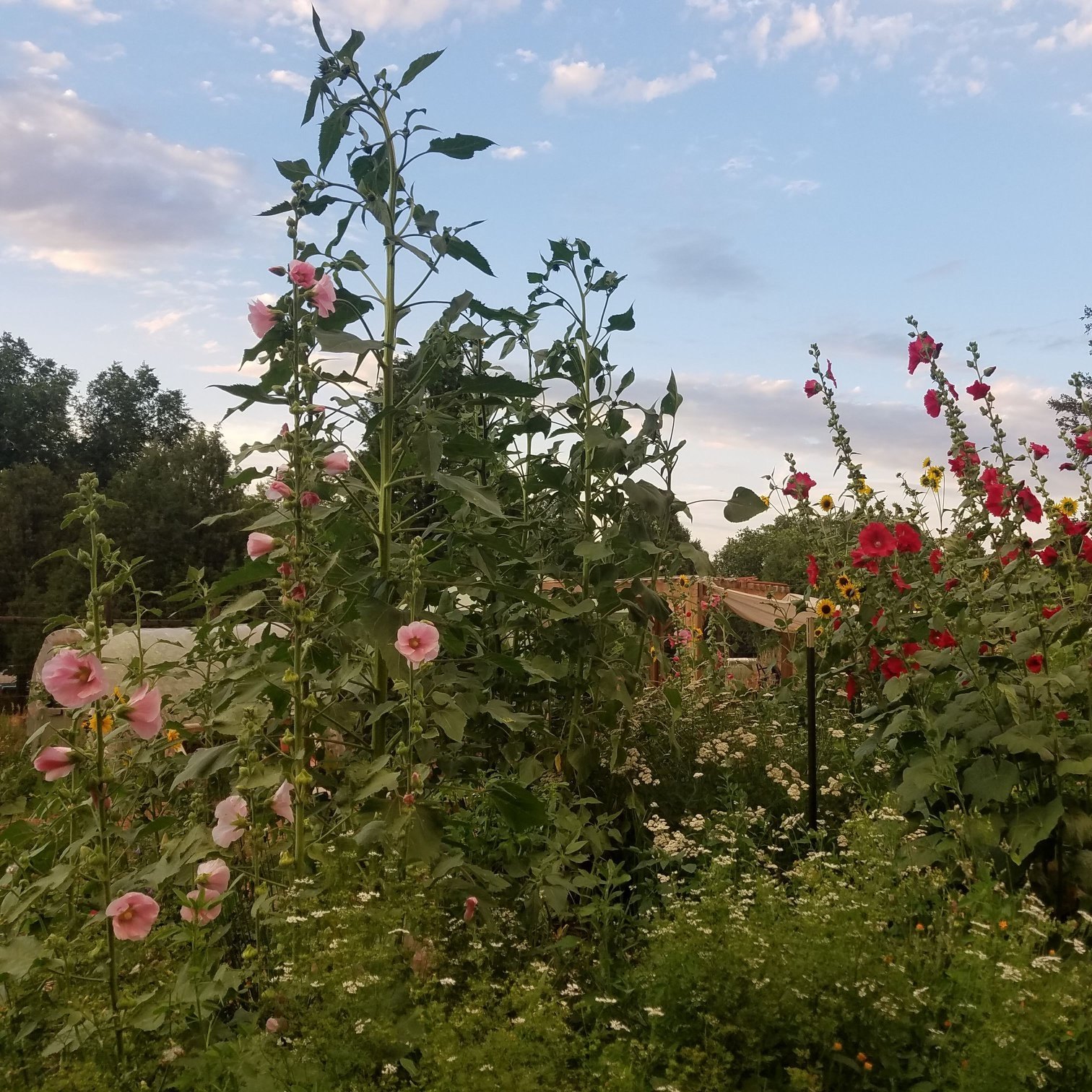 Flying Pig Farm - Flying Pig Farm