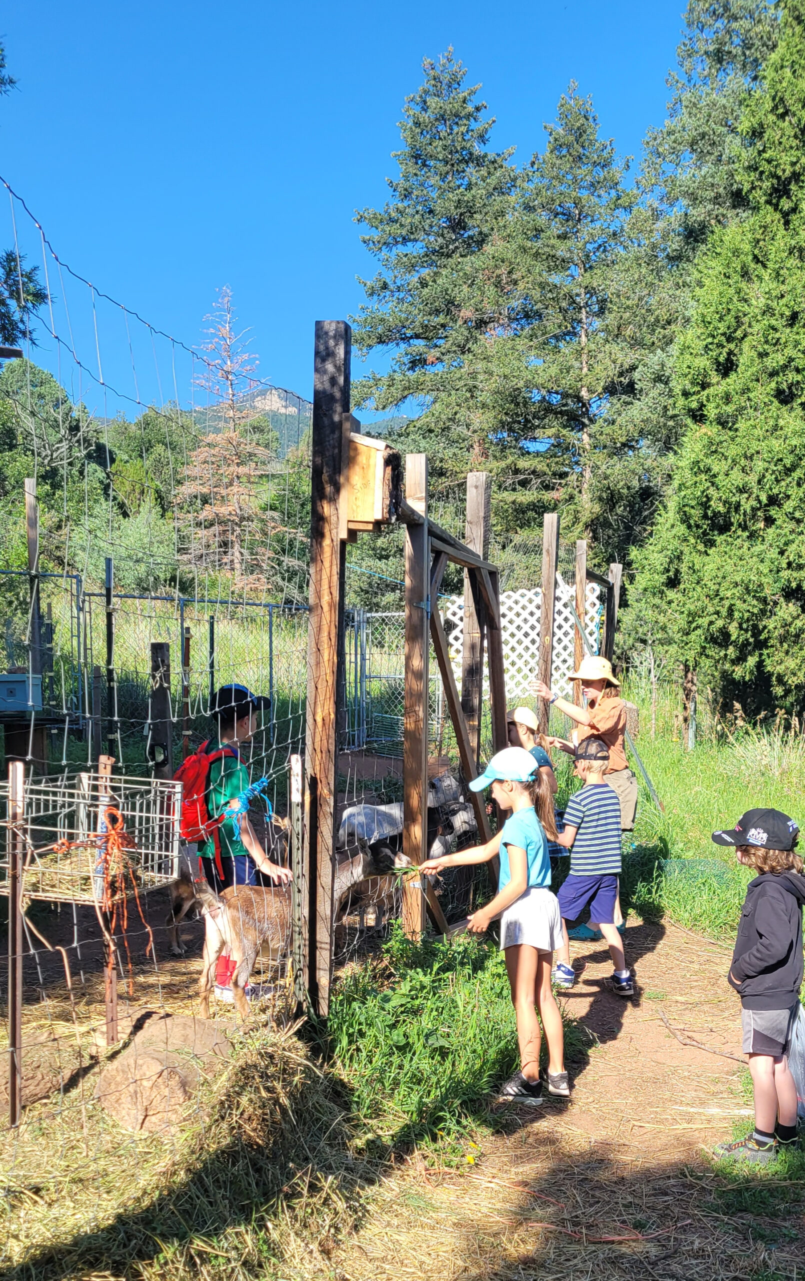 Farm Camp - Flying Pig Farm