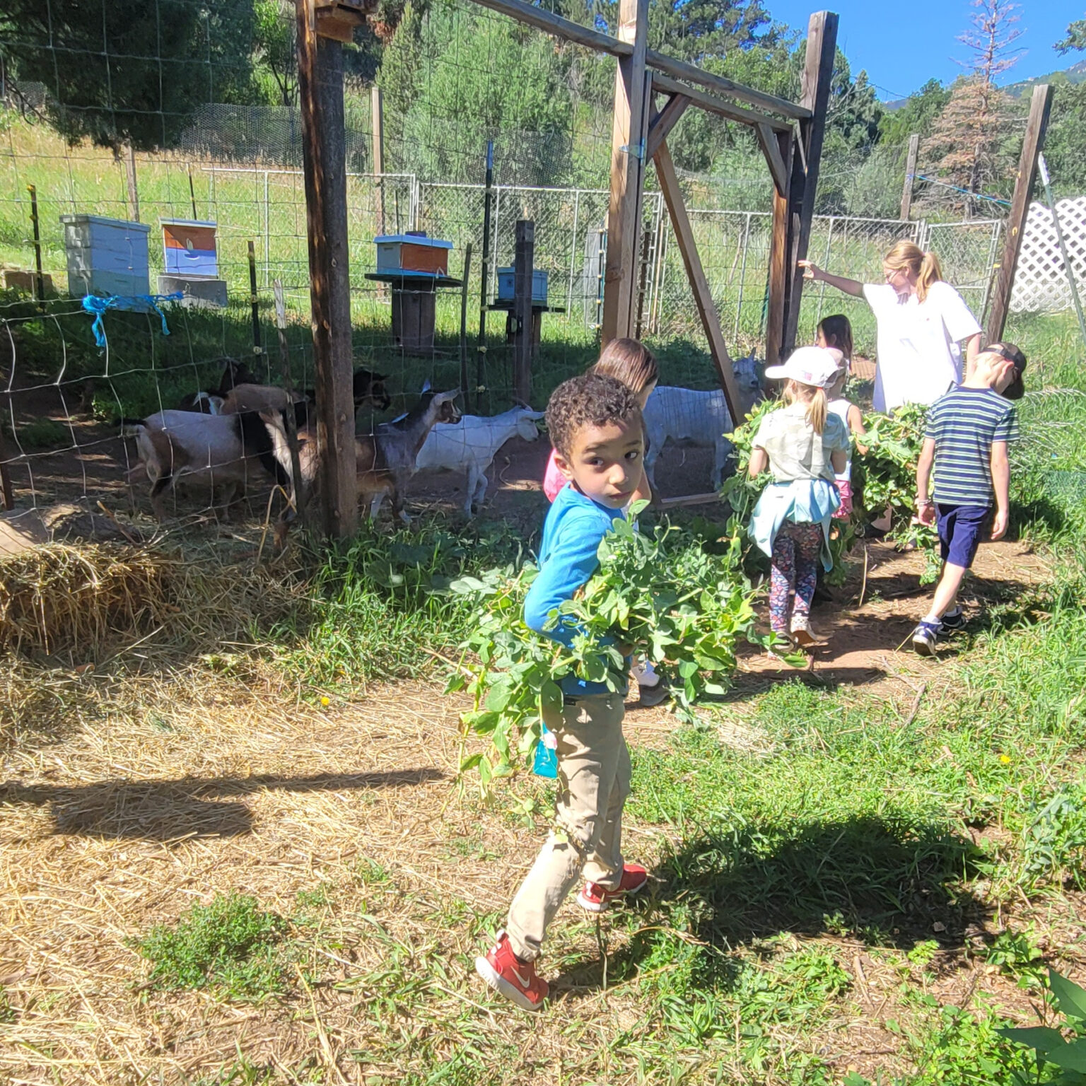 Farm Camp - Flying Pig Farm