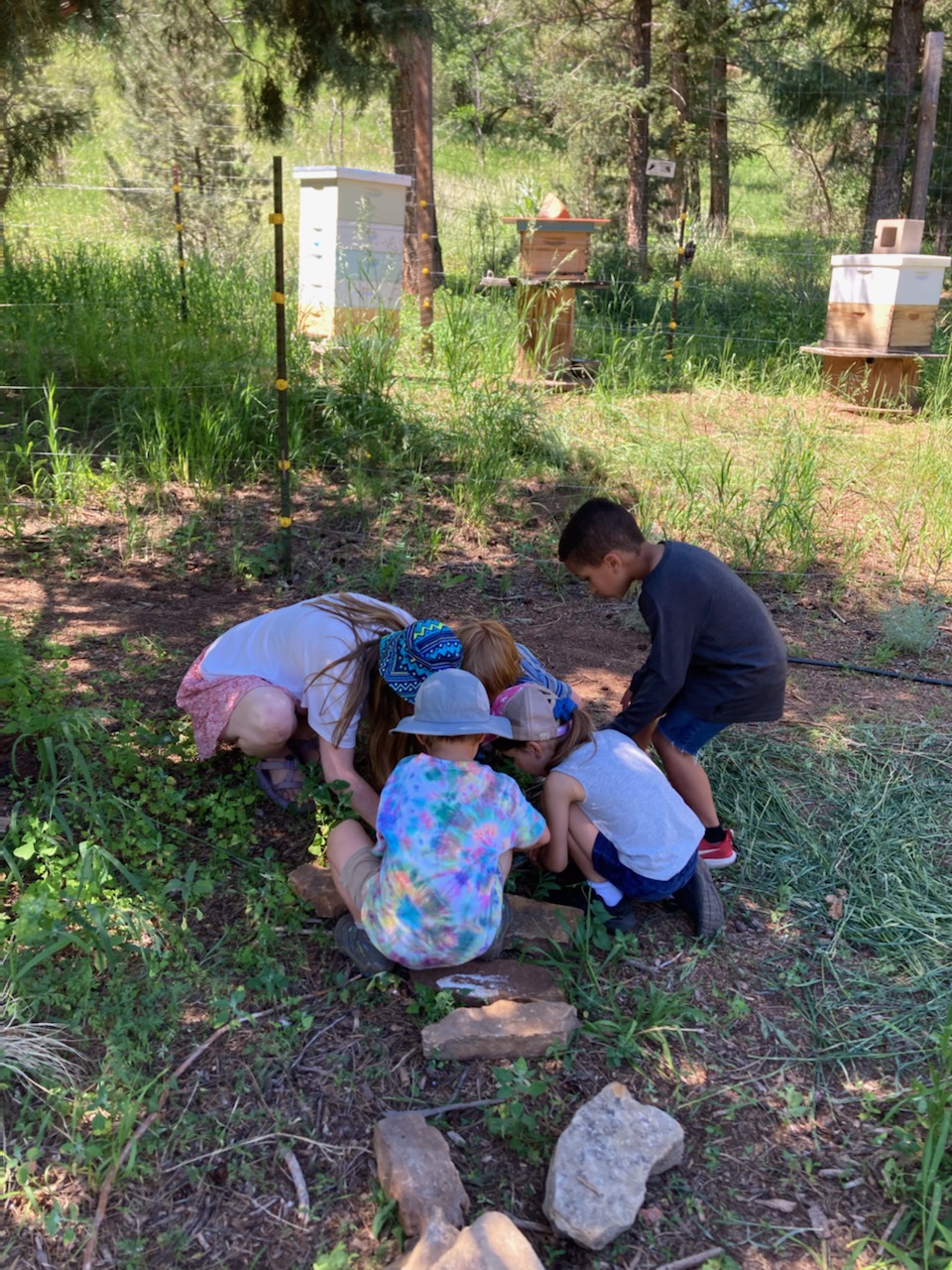 Farm Camp - Flying Pig Farm